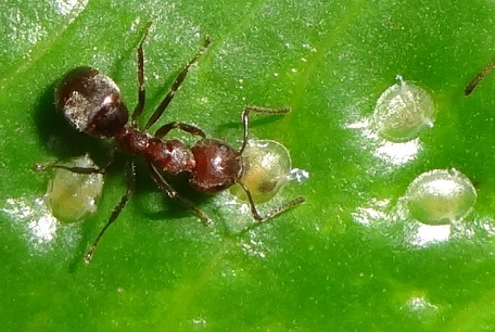 Dolichoderus thoracicus